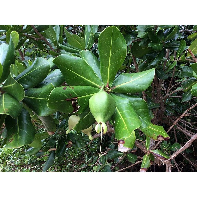 Jual Bibit Tanaman Butun atau Keben - Kerabat Mangrove Simbol ...