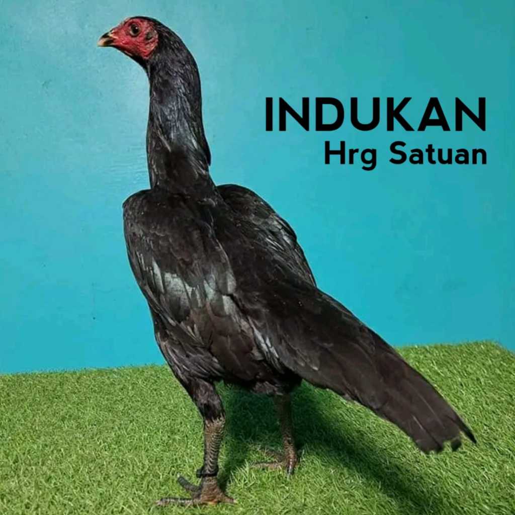 Jual ayam bangkok induk pakhoy | Shopee Indonesia