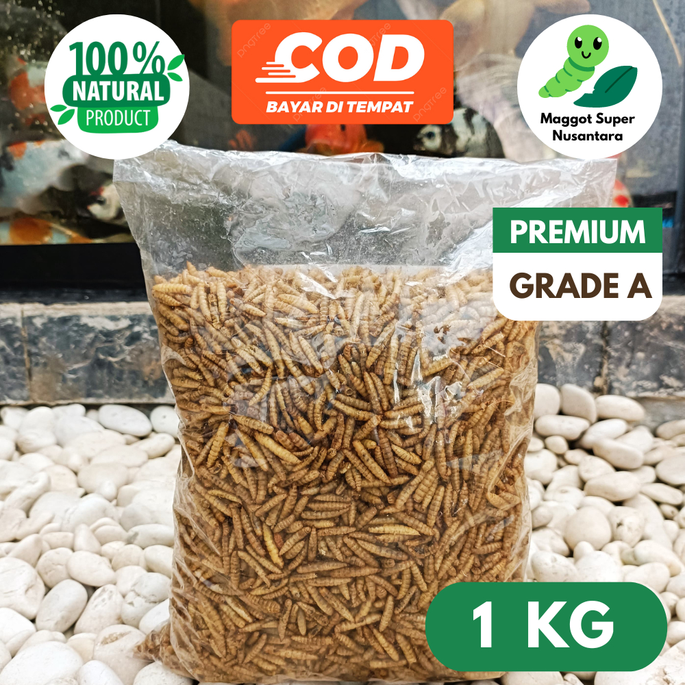 Jual Maggot Kering Dried 1kg Grade A Premium Pakan Ikan Hias Koi Chana Arwana Reptil Burung ...