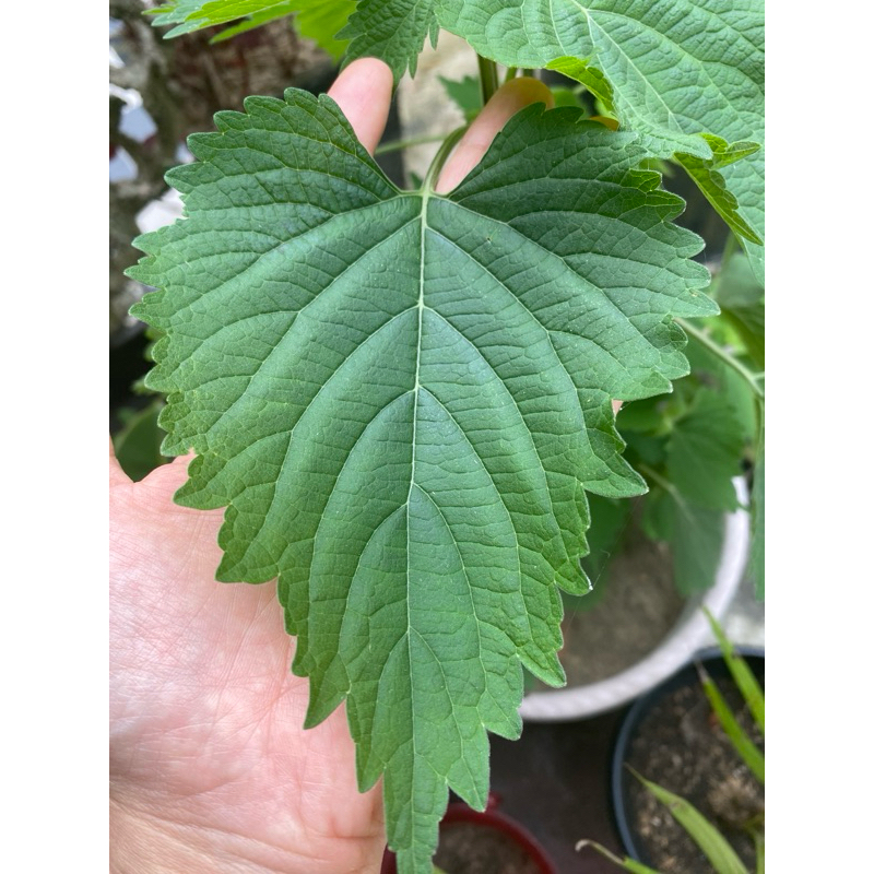 Jual Daun Matcho 5 lembar | Shopee Indonesia