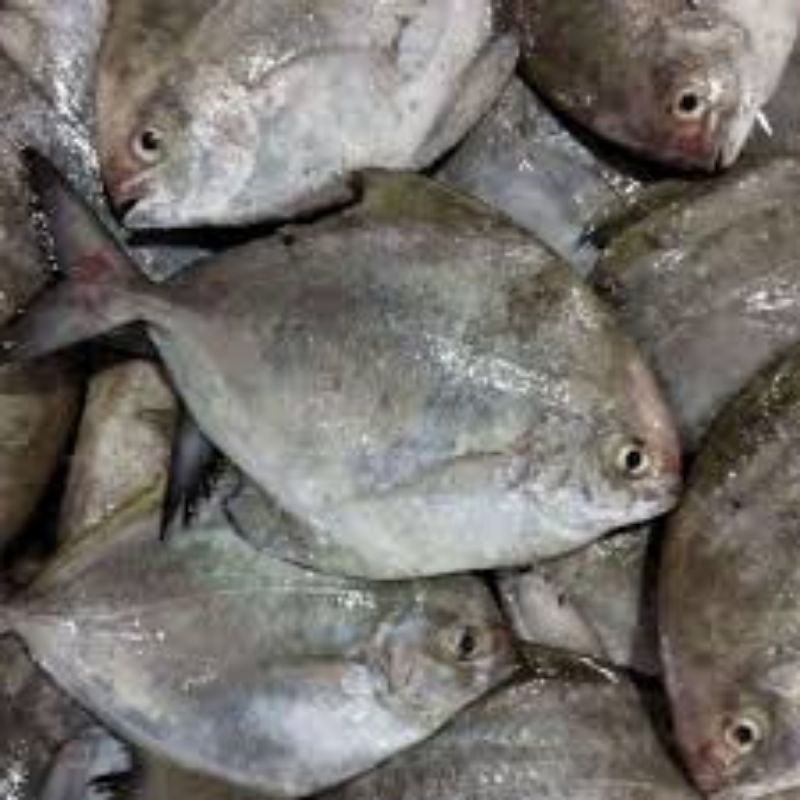 Jual Ikan bawal hitam sedang 1 kg | Shopee Indonesia