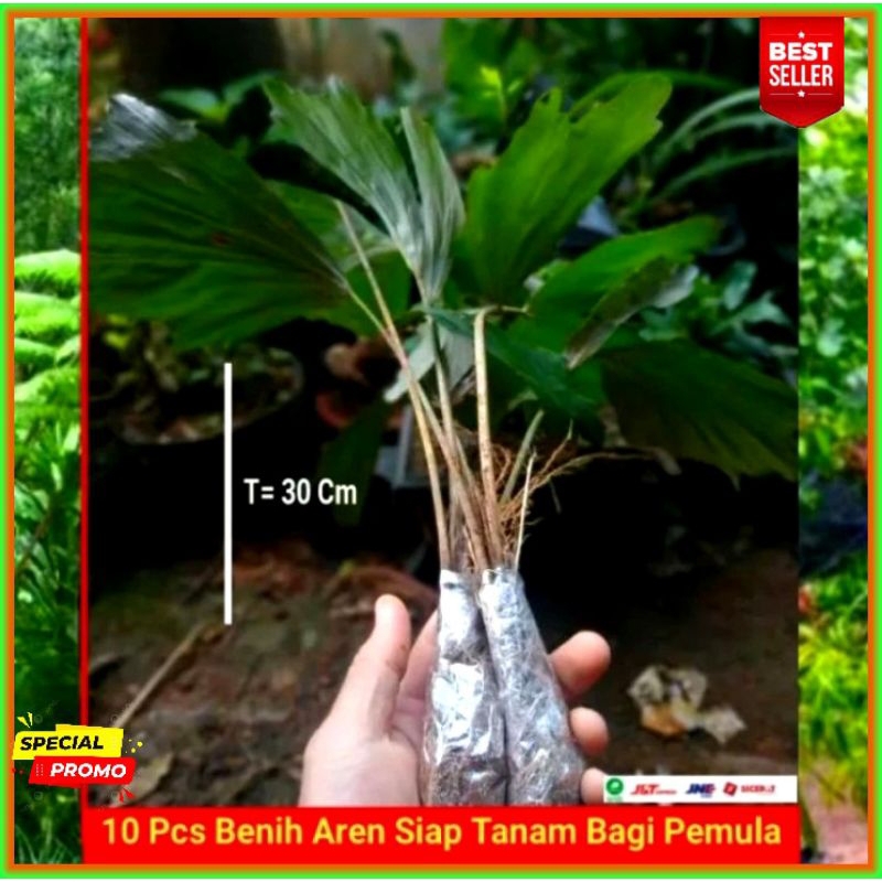 Jual TERMURAH - 10 Pcs Bibit Pohon Aren Siap Tanam Bagi Pemula / Bibit ...