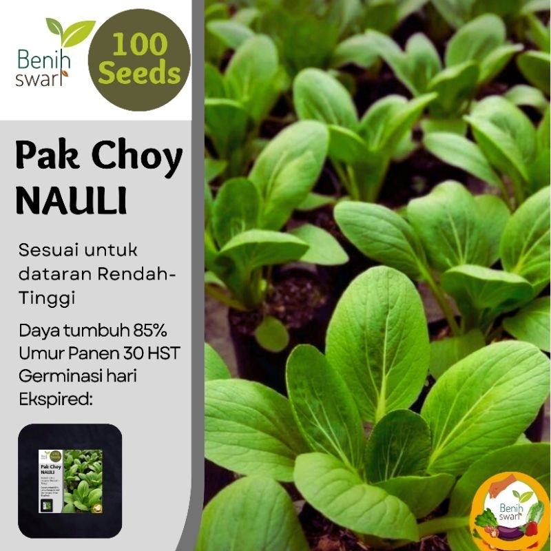 Jual Benih Swari: (isi 100 butir) Benih Pak Choy Nauli | Shopee Indonesia