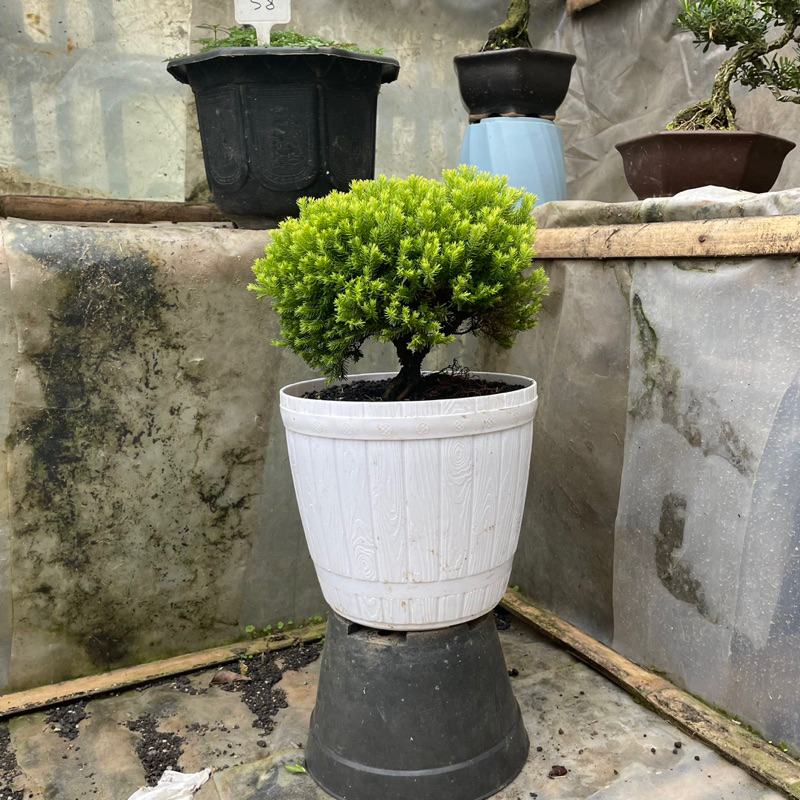 Jual Bonsai cemara emas + pot gentong besar | Shopee Indonesia