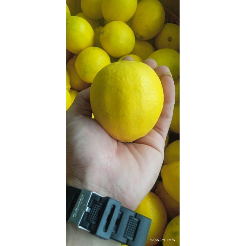 Jual Jeruk Lemon Lokal /Jenis Lemon California /1Kg (6 pcs) | Shopee ...