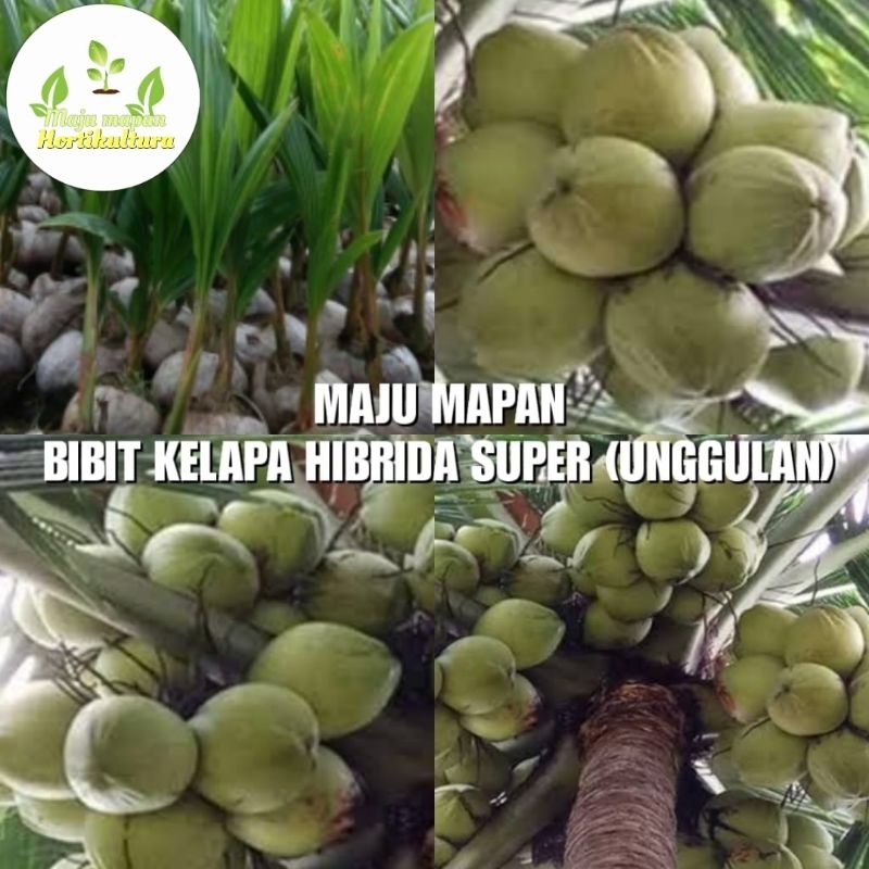 Jual BIBIT KELAPA HIBRIDA SUPER (UNGGULAN) | Shopee Indonesia