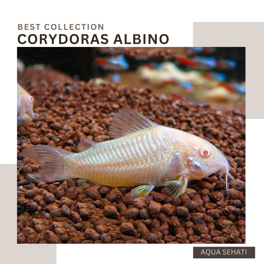Jual Ikan Corydoras Albino - ikan tikus tankmate guppy - khusus instant ...