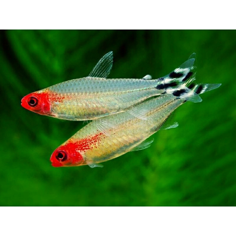 Jual red nose / ikan red nose / ikan hias red nose tetra / Red nose ...