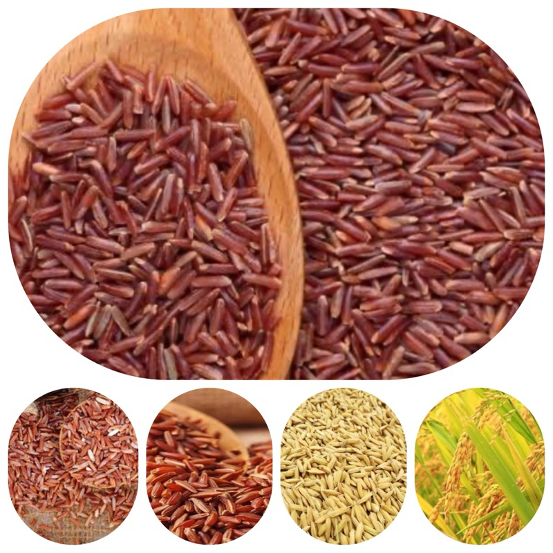 Jual Benih padi beras merah super premium 250 gram | Shopee Indonesia