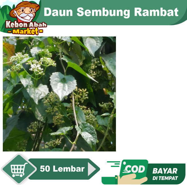 Jual Daun Sembung Rambat 50 Lembar | Shopee Indonesia