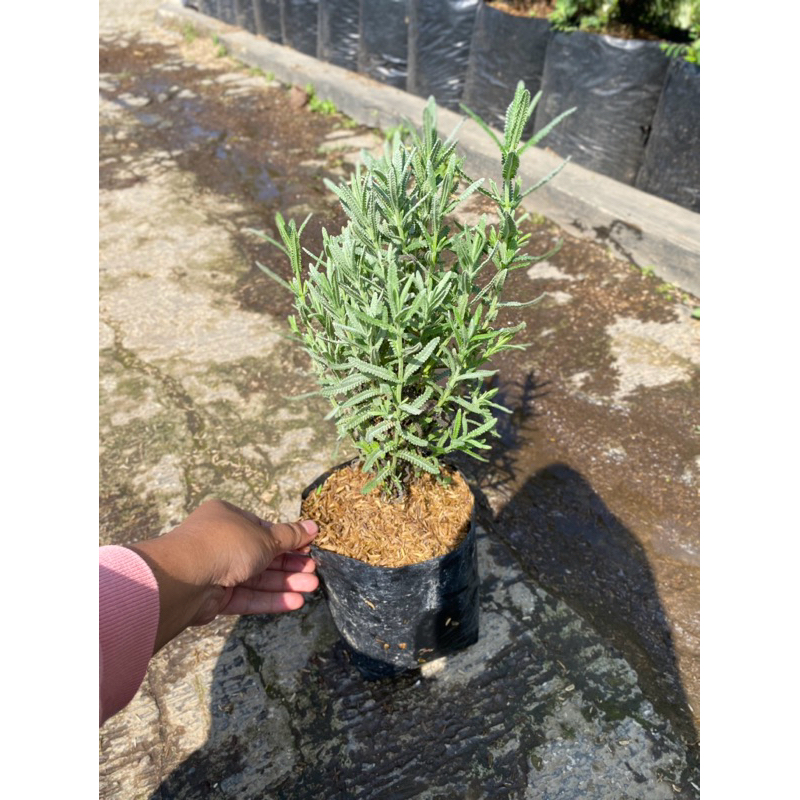 Jual lavender french ukuran sedang | Shopee Indonesia