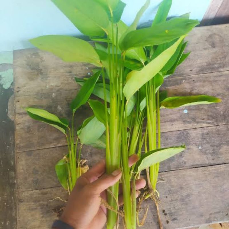 Jual bibit umbi garut isi 20 bibit | Shopee Indonesia