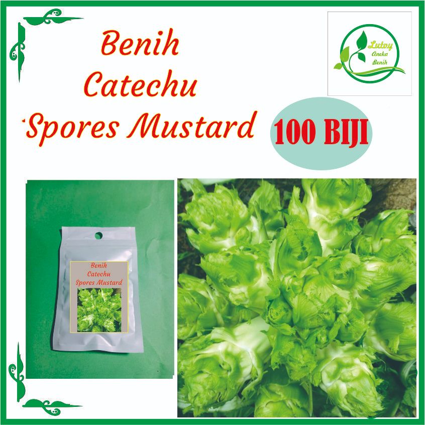 Jual BENIH CATECHU SPORES MUSTARD ISI 100 BIJI | Shopee Indonesia