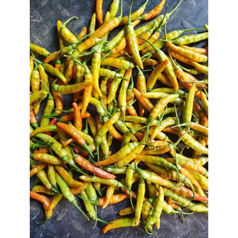Jual CABAI SETAN/ RAWIT MERAH 1KG SUPER PEDAS | Shopee Indonesia