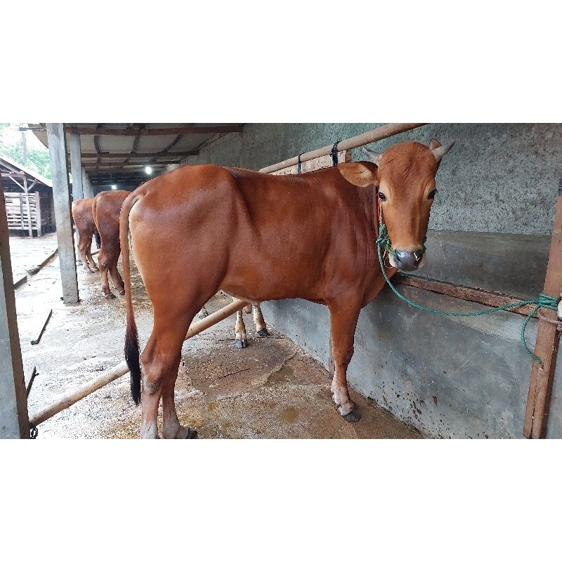 Jual Sapi Madura, Sapi Jawa Murah, Pegon, PO, Simental, Limousin | Shopee Indonesia