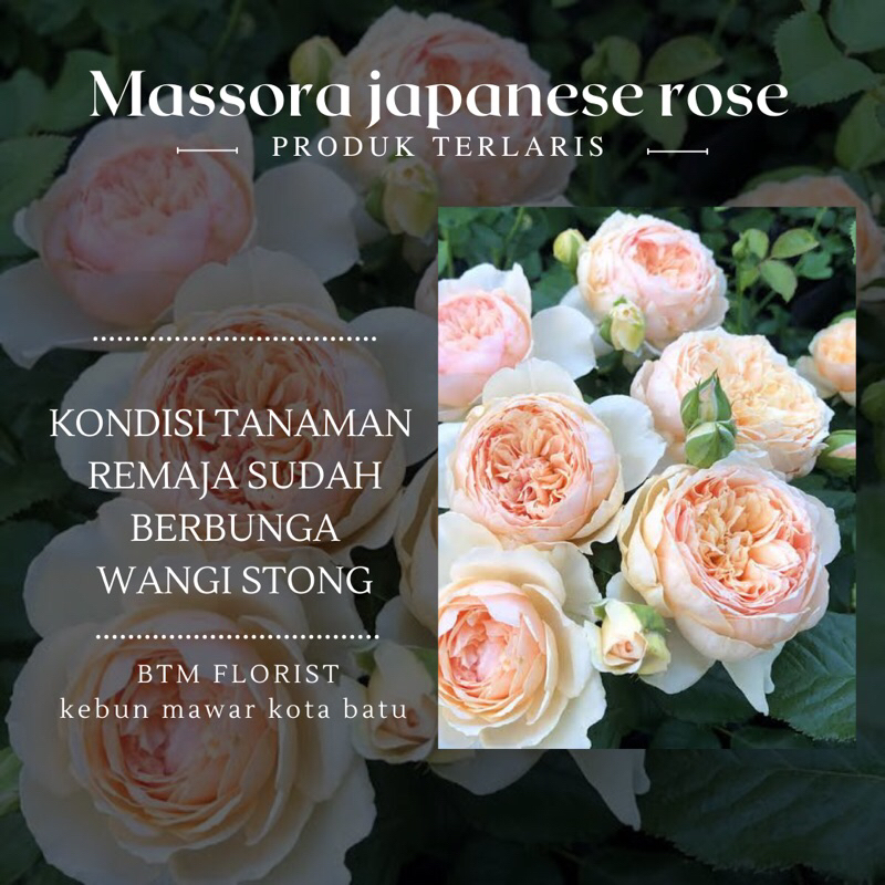 Jual Mawar Import Rose MASSORA JAPANESE ROSE | Shopee Indonesia