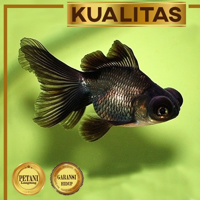 Jual Ikan Hias Mas Koki Buldog Hitam Hiasan Aquarium Tanaman Air ...