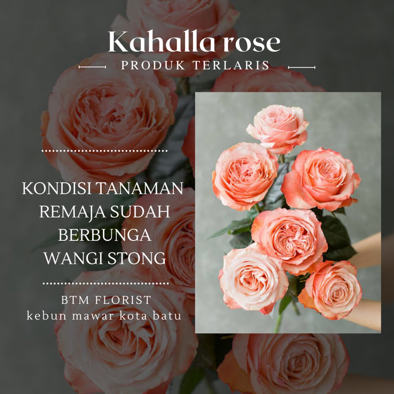 Jual Mawar Import Rose KAHALA ROSE | Shopee Indonesia