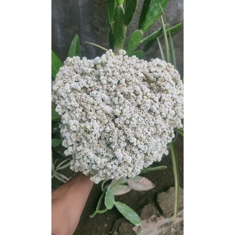Jual Edelweis Bromo Budidaya Petani Tengger (50 ikat) | Shopee Indonesia