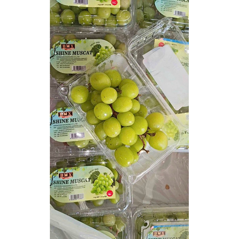 Jual ANGGUR SHINE MUSCAT FRESH 500gram/pack (KHUSUS PENGIRIMAN GOSEND ...