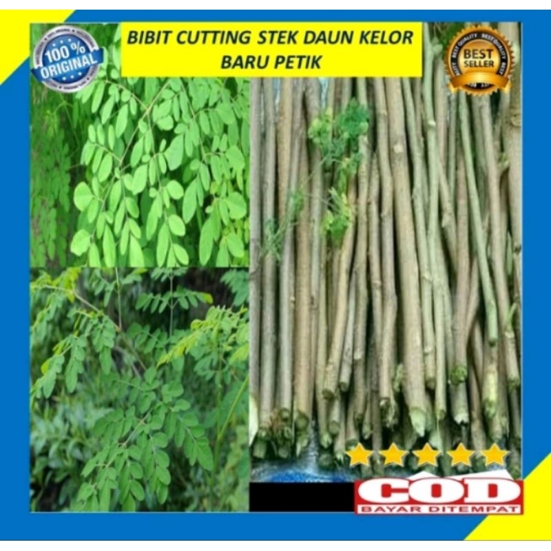 Jual bibit setek pohon kelor per 5batang 30cm+bonus perangsang akar ...