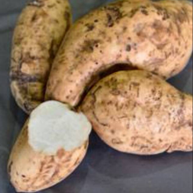 Jual UBI JALAR PUTIH / boled bandorasa / makanan karbohidrot | Shopee ...