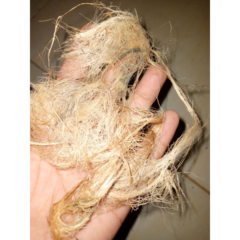 Jual SABUT BUAH LONTAR/SIWALAN/LEGEN | Shopee Indonesia