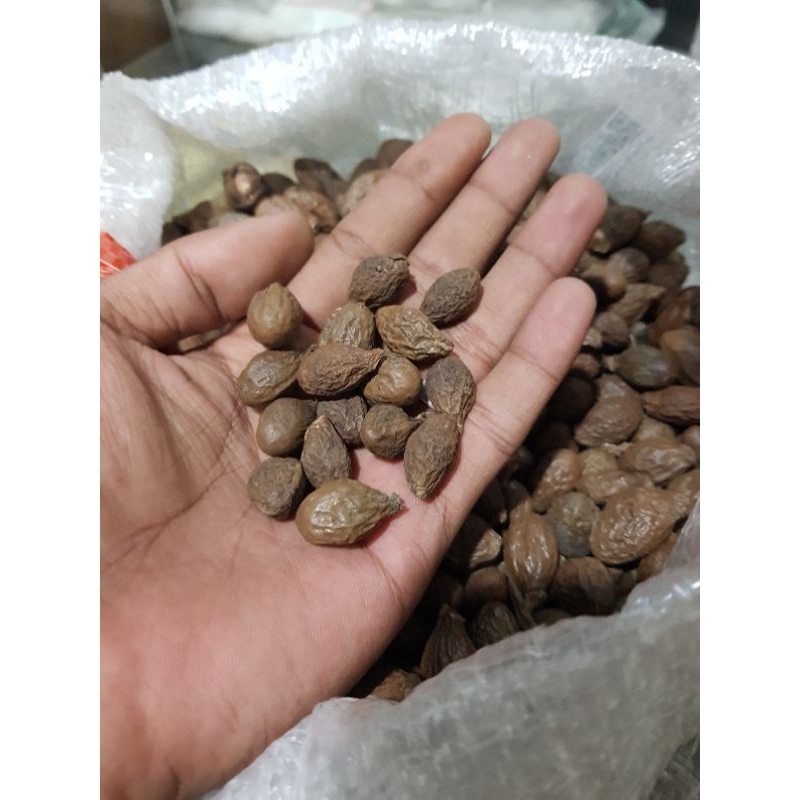 Jual BUAH TEMPAYANG / BENGKAK / BUAH SEMANGKUK 250 Gram | Shopee Indonesia