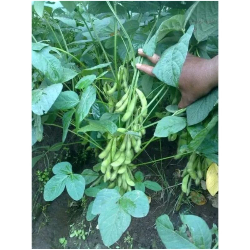Jual BIJI BENIH KACANG EDAMAME / KEDELAI EDAMAME - ISI 40 BUTIR ...