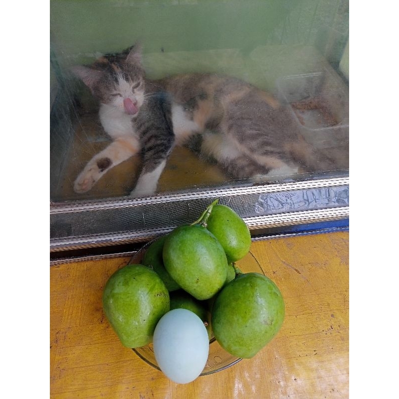 Jual mangga muda telor 1Kg | Shopee Indonesia