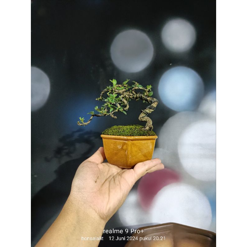 Jual bonsai sakura micro | Shopee Indonesia