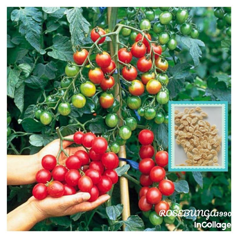 Jual isi paket 10 Benih Bibit Biji - Tomat Cherry Bulat Tomato Seeds | Shopee Indonesia