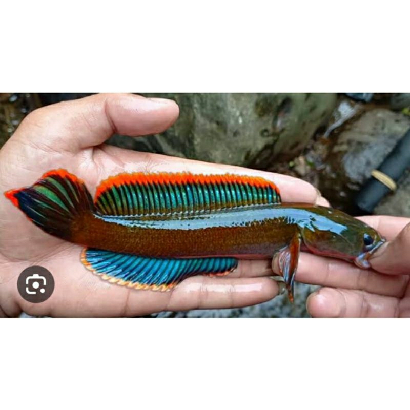 Jual ikan chana limbata dan chana asiatica ws cana maru/chana limbata ...