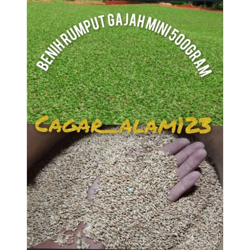 Jual benih rumput gajah mini 500gram | Shopee Indonesia