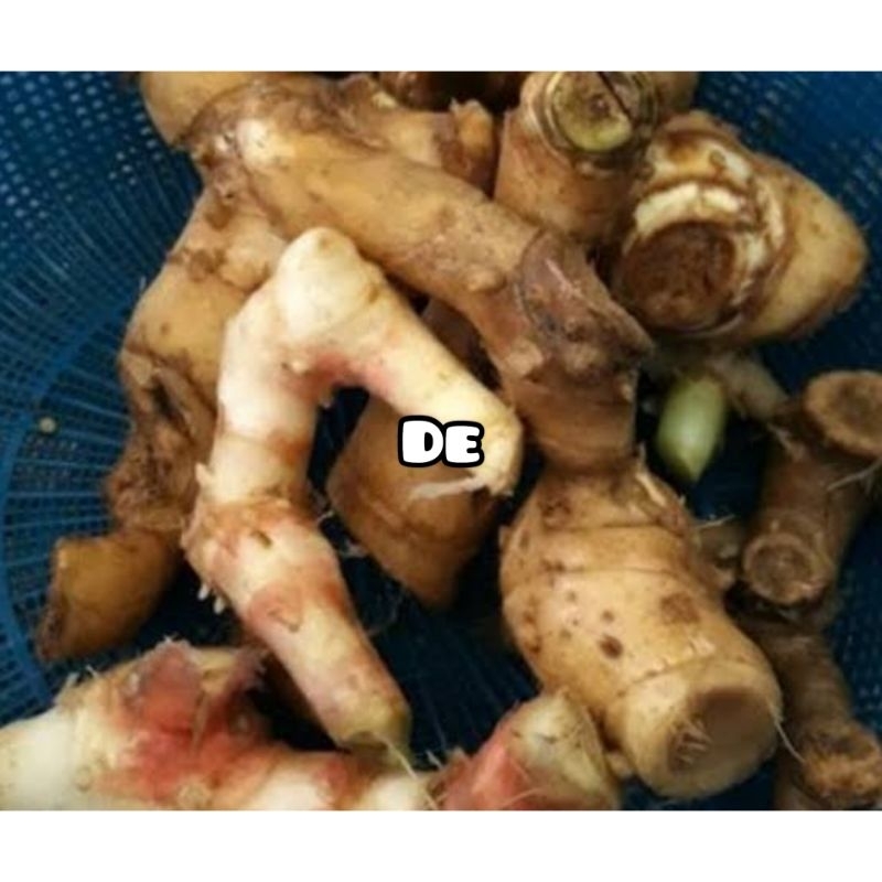 Jual Umbi pacing segar / rimpang pacing segar 500 gram | Shopee Indonesia