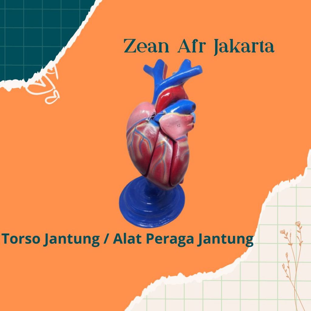 Jual TORSO JANTUNG model jantung alat peraga biologi torso jantung ... Jual TORSO JANTUNG model jantung alat peraga biologi torso jantung ...