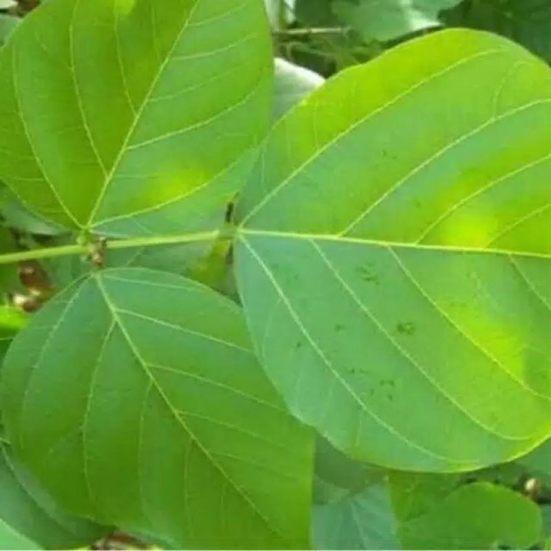 Jual 10 lembar Daun dadap segar daun serep dadap serep | Shopee Indonesia