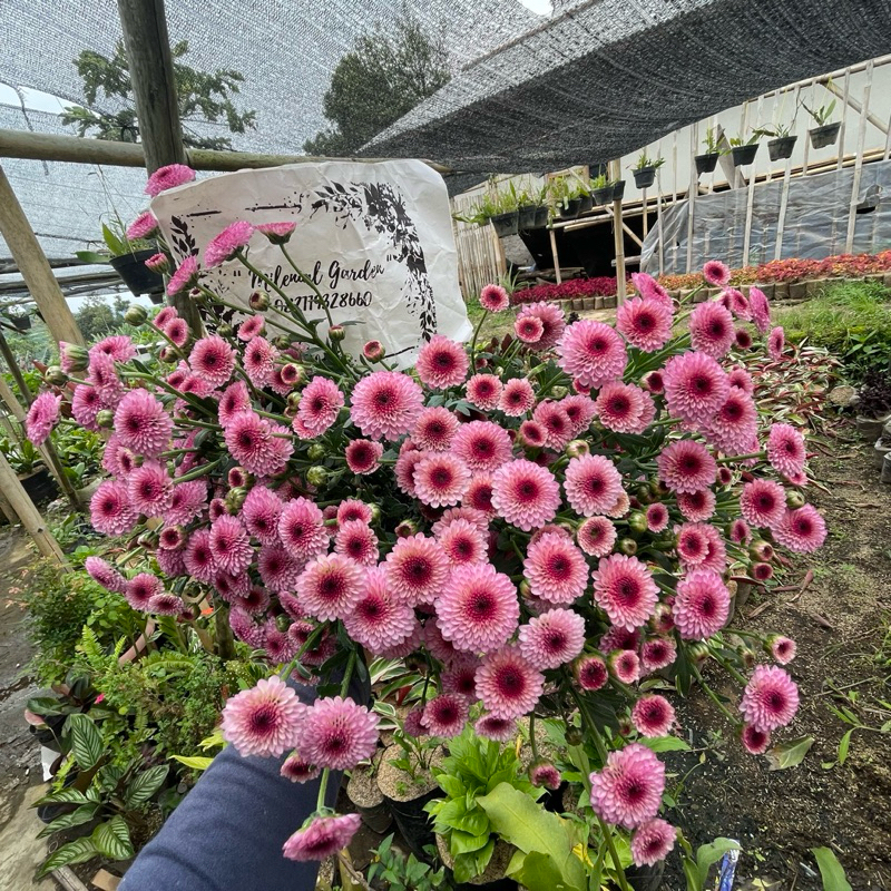 Jual bunga potong calimero ungu gradasi isi 10 milenial garden bahan ...