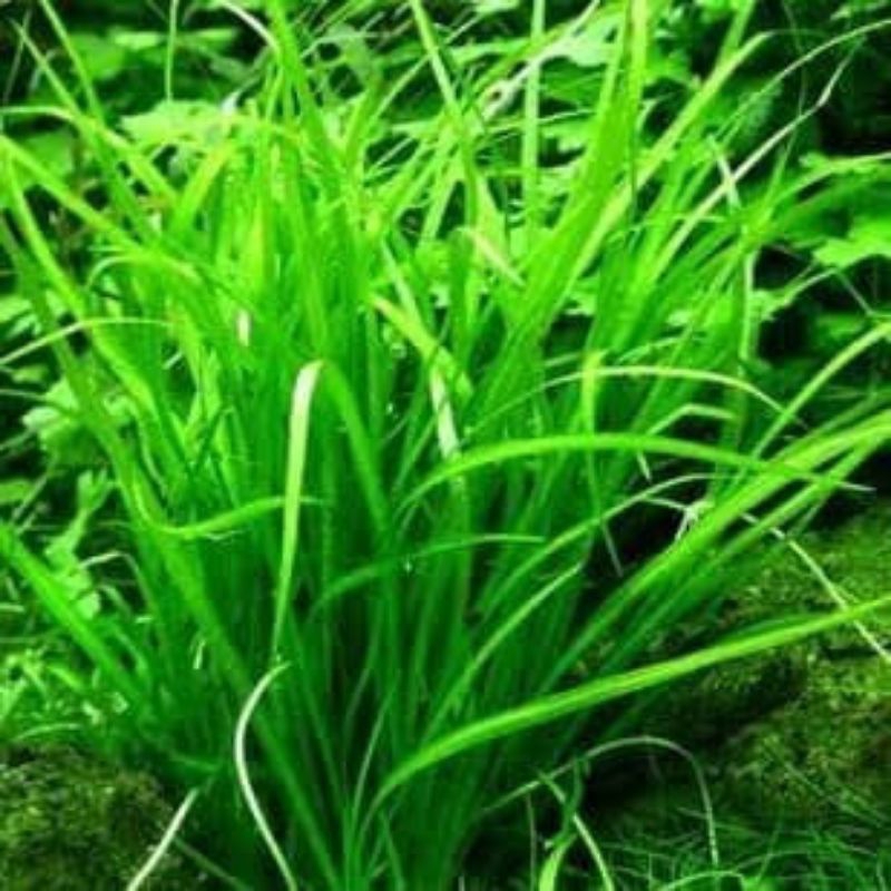 Jual Echinodorus tanellus per batang tanaman aquascape | Shopee Indonesia