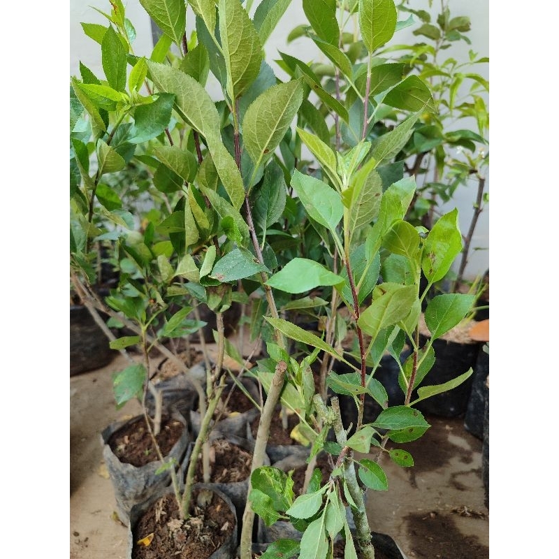 Jual Bibit Apel Fuji Merah Unggul (Live) | Shopee Indonesia