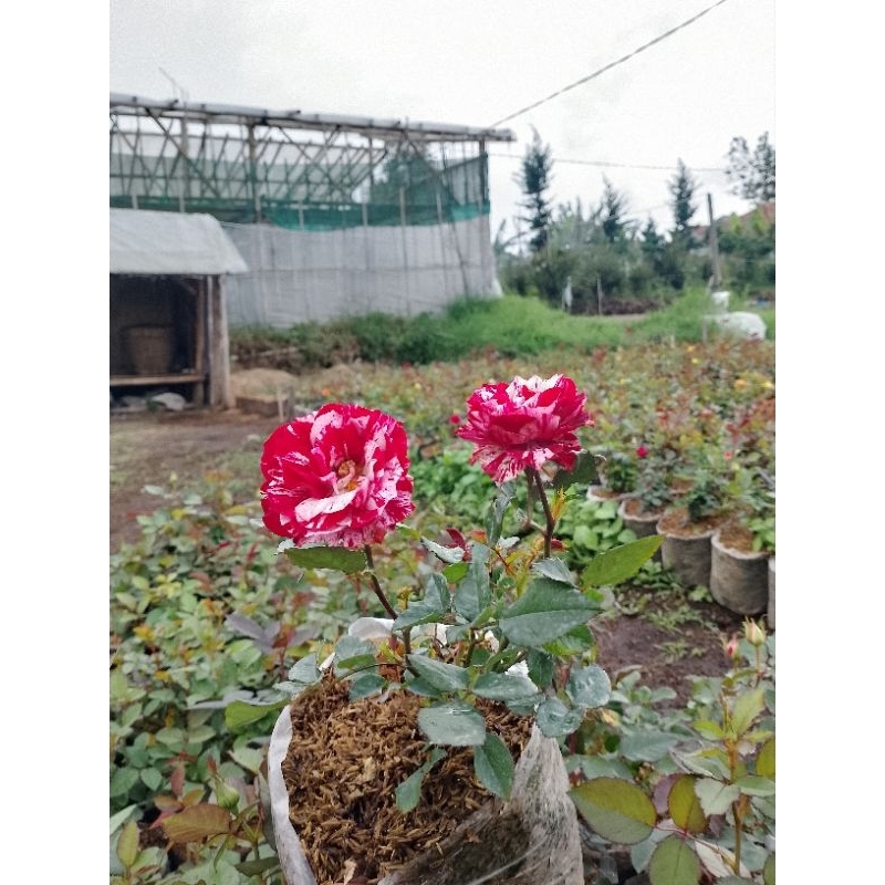 Jual Tanaman Hias mawar batik sotin 1KG | Shopee Indonesia