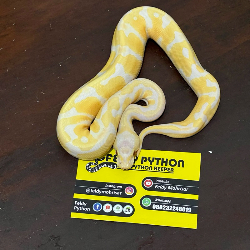 Jual Pastel Lavender Ball Python [20230101013] | Shopee Indonesia