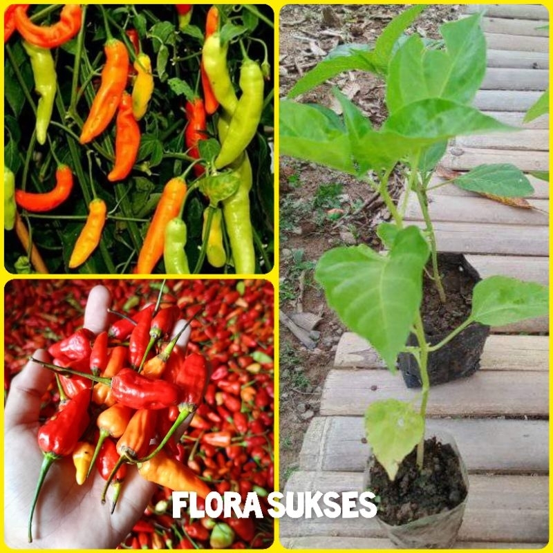 Jual Bibit Tanaman Cabe Rawit Setan Super Pedas Rawit Orange Rawit ...