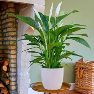 Jual tanaman spatuphilum / space lili, satu pot rimbun isi 5 pohon ...