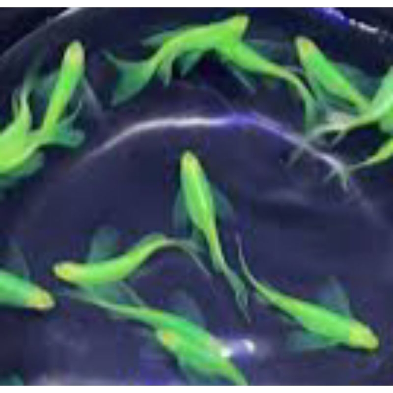 Jual ikan hias Danio slayer asli ( real slayer ) | Shopee Indonesia