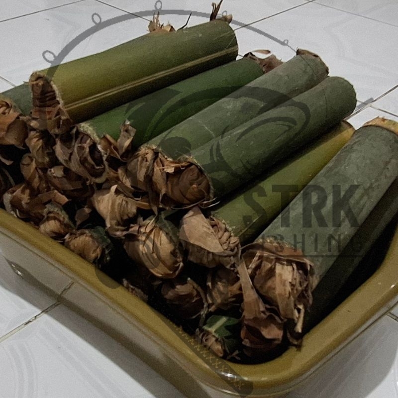 Jual Ulat Bambu / Ulat Bumbung Isi 30 Ekor Fresh [COD] | Shopee Indonesia