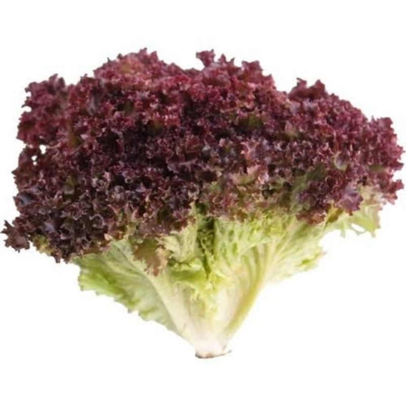 Jual Selada Lolorosa / Selada Merah 1kg | Shopee Indonesia