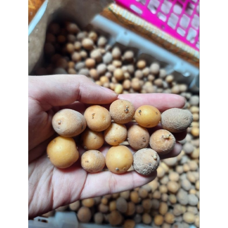 Jual Benih kentang G0 100biji ukuran size ss(sekitar kelereng) | Shopee ...