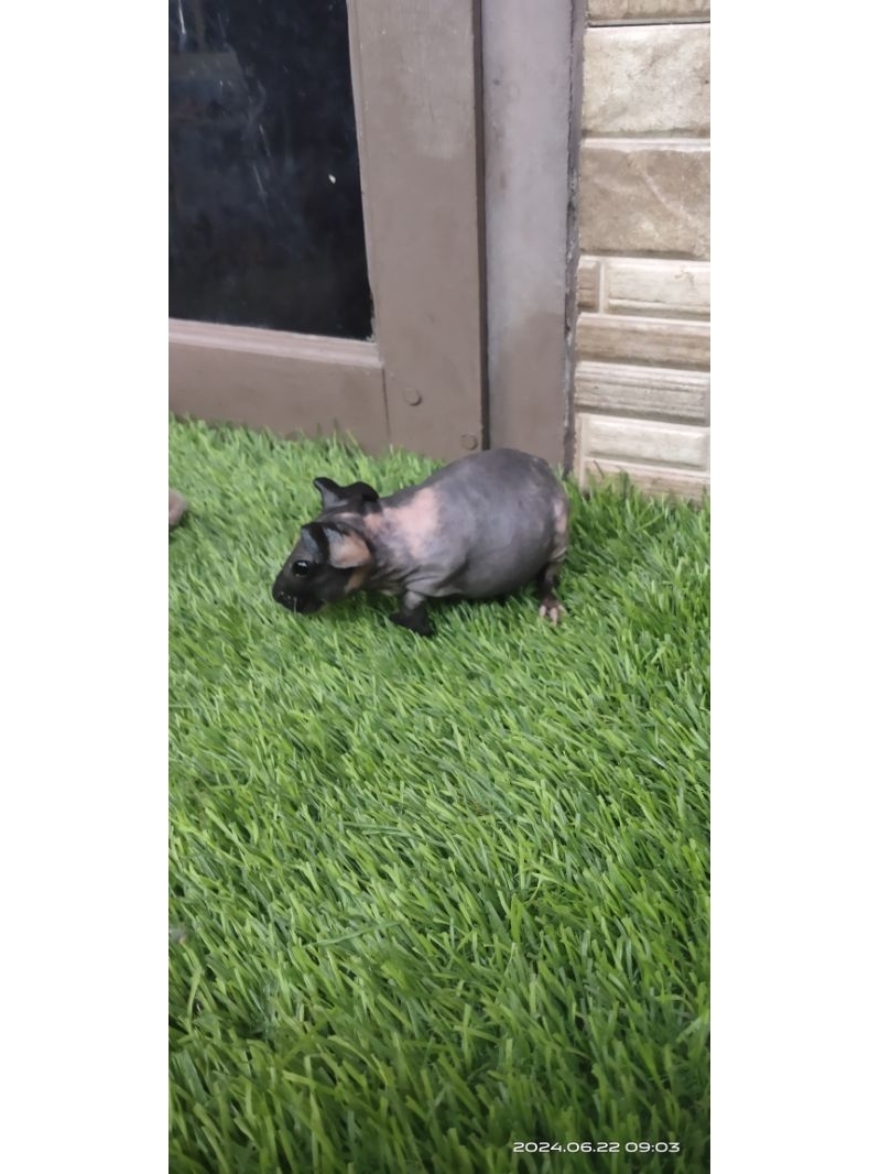 Jual marmut/guinea pig skinny hitam | Shopee Indonesia