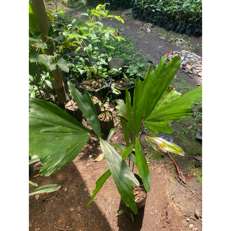 Jual BIBIT POHON TANAMAN BUAH AREN KOLANG KALING POHON ENAU UNGGUL ...